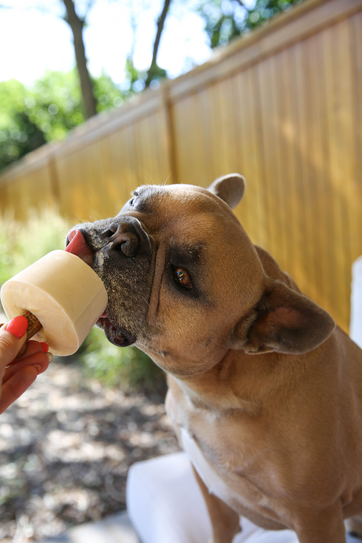 Pupsicles - PaleOMG