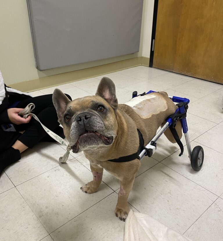 My French Bulldog's IVDD Journey - PaleOMG